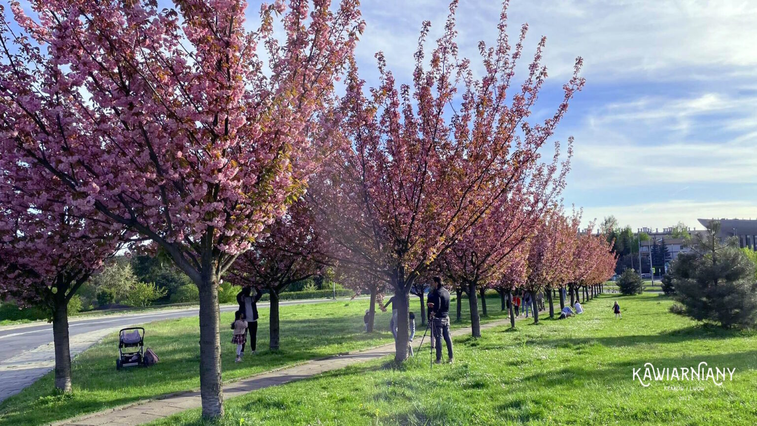 Aleja wiśniowa Kraków. Kiedy kwitną wiśnie? Gdzie parking?