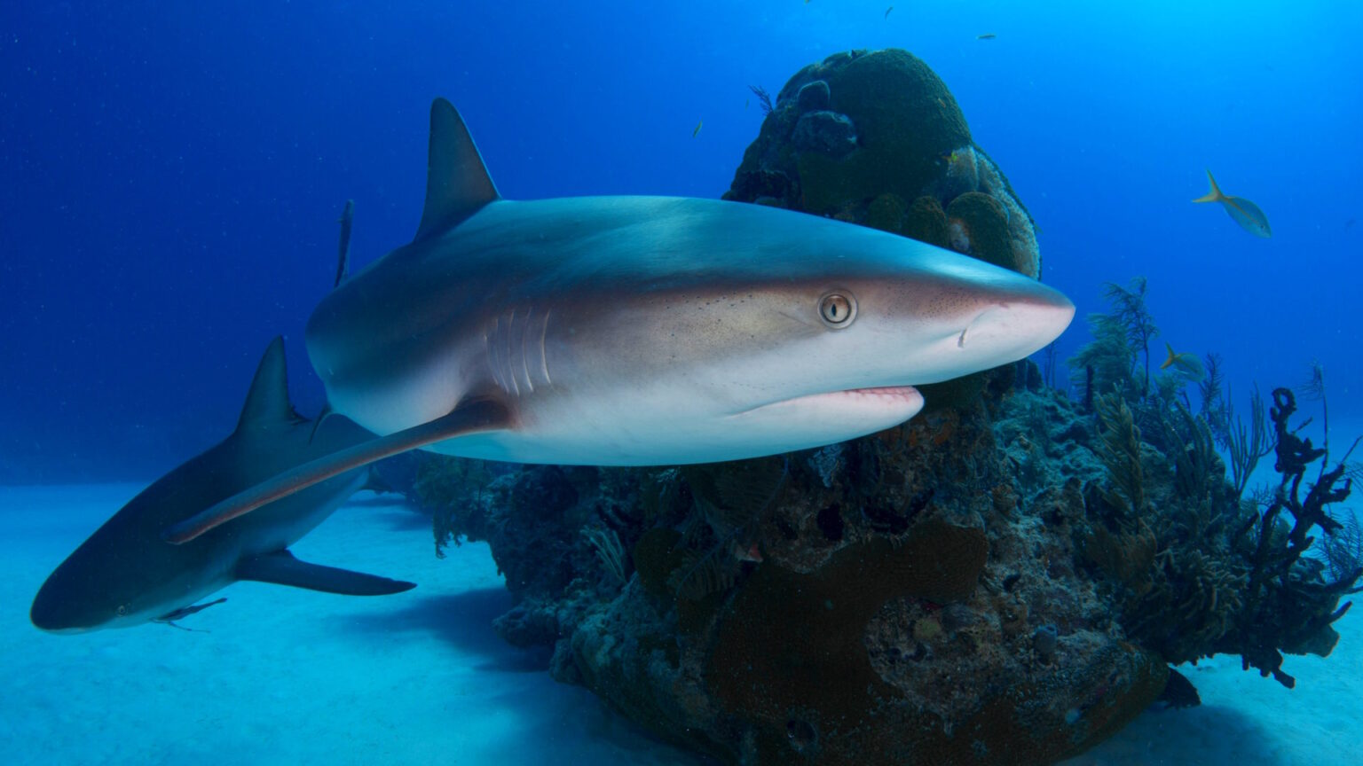 Czy w Morzu Arabskim są rekiny? Czy atakują ludzi?