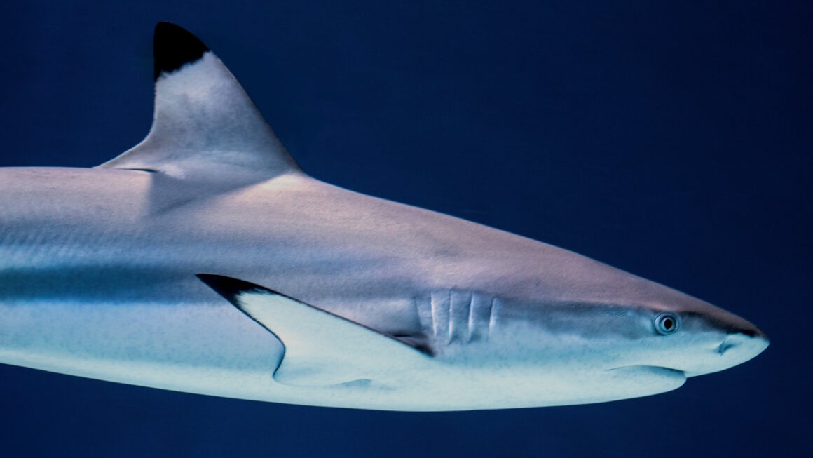 Czy w Zatoce Meksykańskiej są rekiny? Czy atakują ludzi?